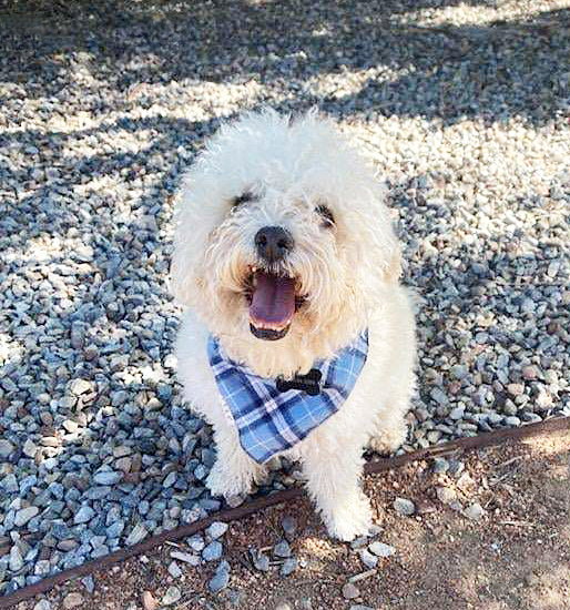 Dog for Adoption - Witty Lil Mr Wyatt ~ Bichon WOW !, a Bichon Frise in ...
