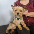 Dog for Adoption - TAZ, a Yorkshire Terrier Yorkie in Arcadia, CA ...