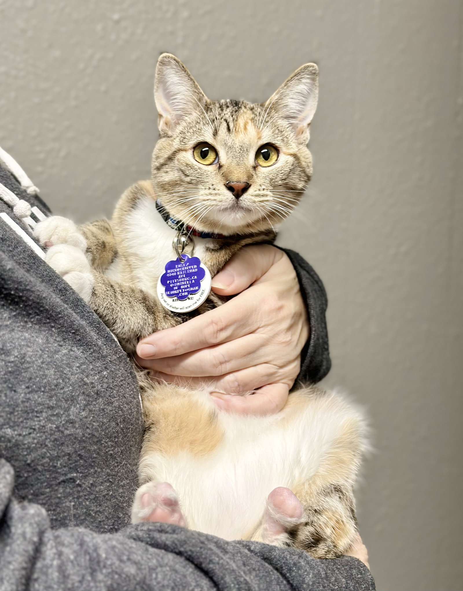 Cats for Adoption in Tracy, California | Alpha Paw