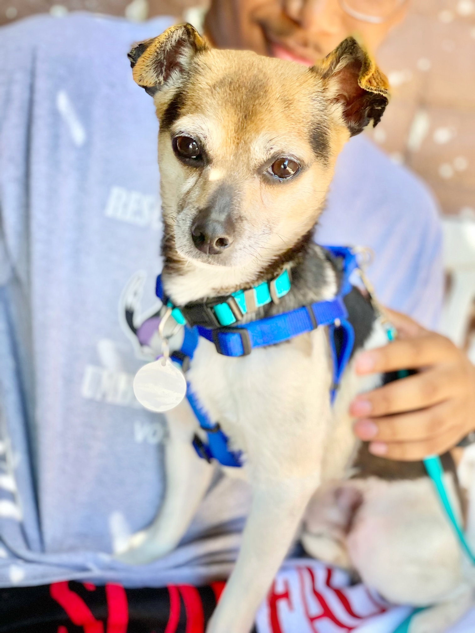 Dog for Adoption - *Roger Rabbit, a Jack Russell Terrier (Parson ...