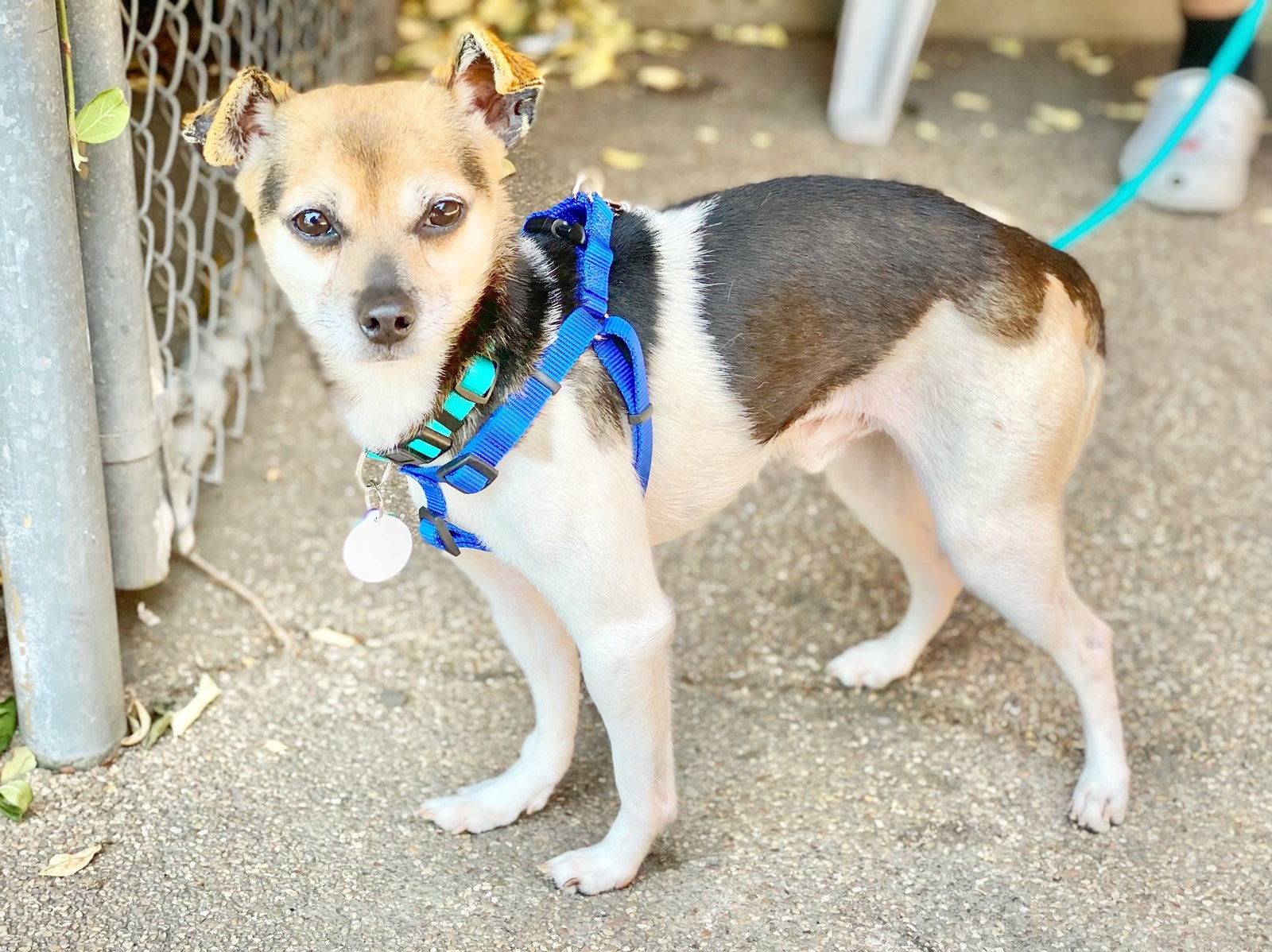 Dog for Adoption - *Roger Rabbit, a Jack Russell Terrier (Parson ...