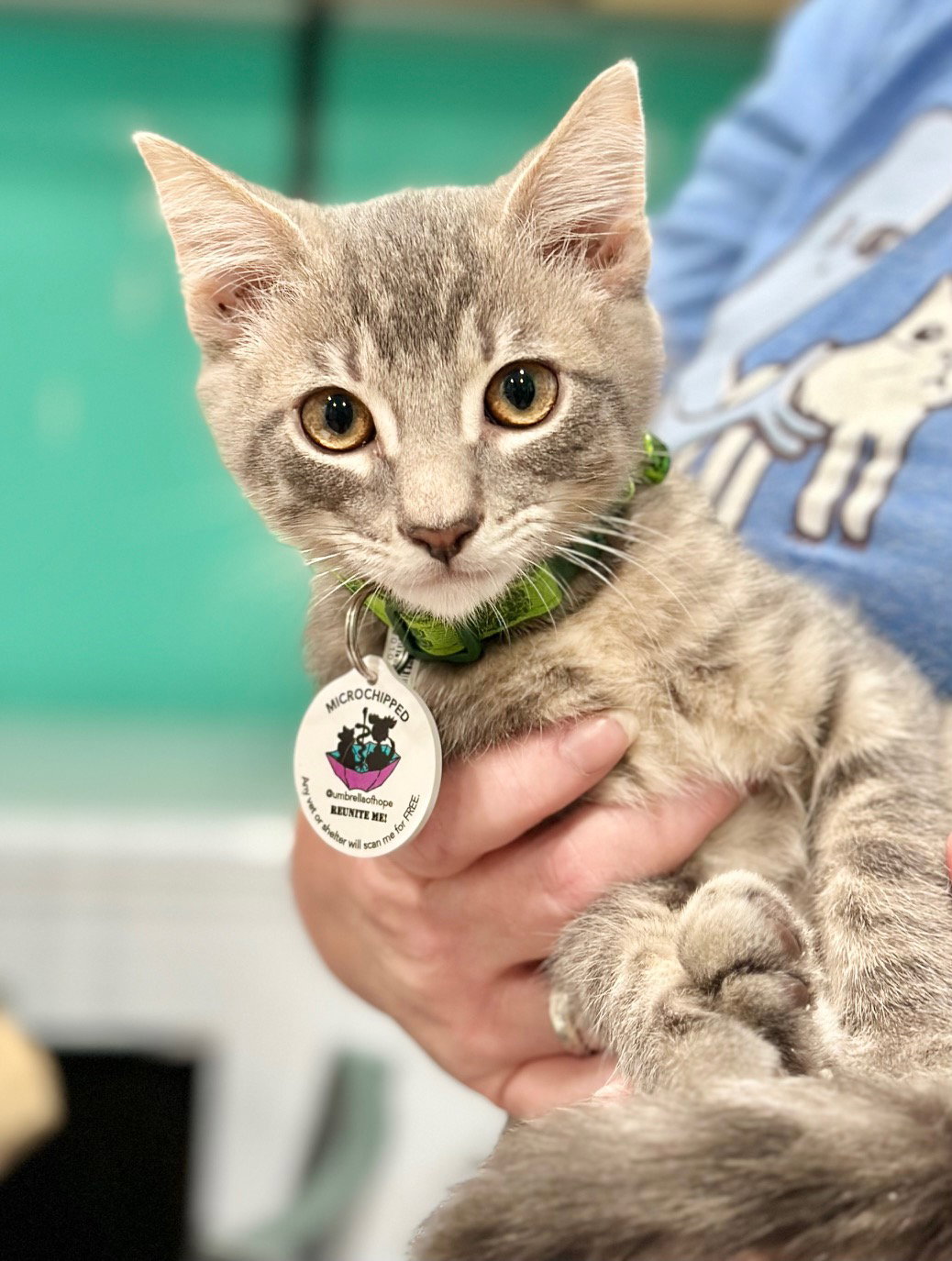 Cats for Adoption in Sunnyvale, California | Alpha Paw
