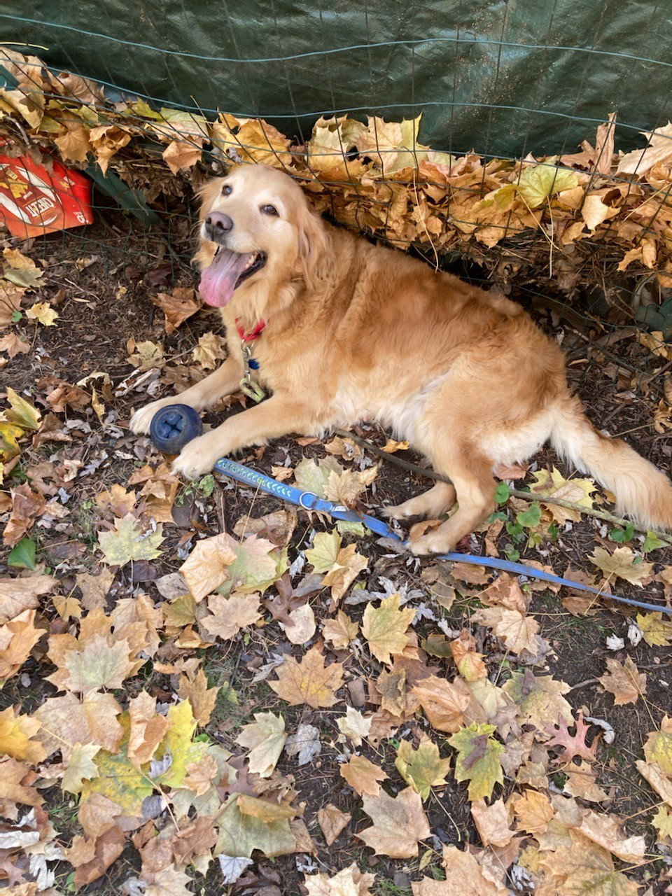 Dog for Adoption - Mabel and Delilah, a Golden Retriever in Staten ...
