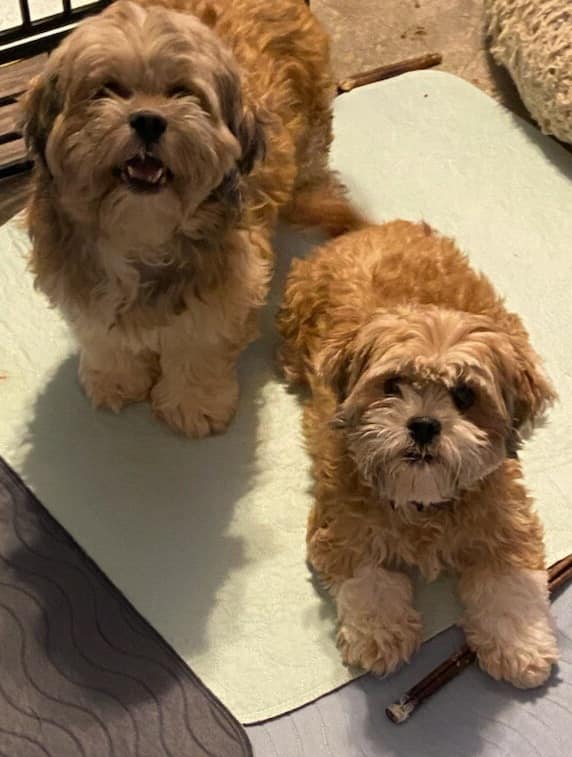 Dog for Adoption - Monica and Rachel, a Lhasa Apso in Ridgewood, NY ...
