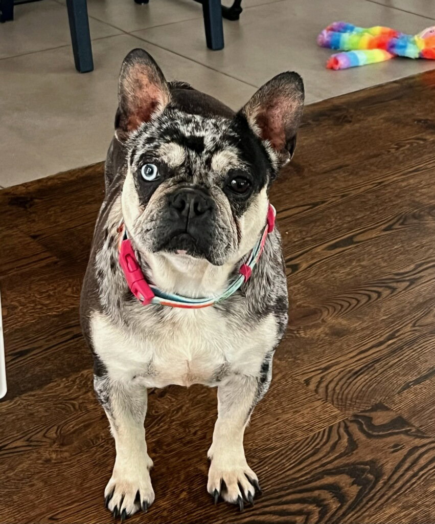 Dog for Adoption - Miss Penelope Snuffles, a French Bulldog in Oyster ...