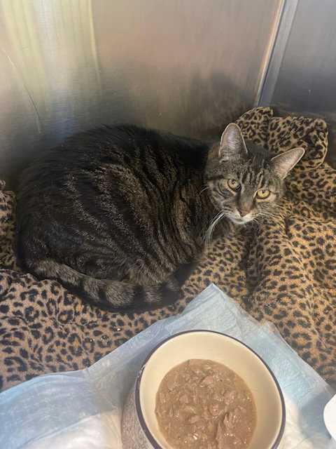 Cats for Adoption in Fairfield, Connecticut | Alpha Paw