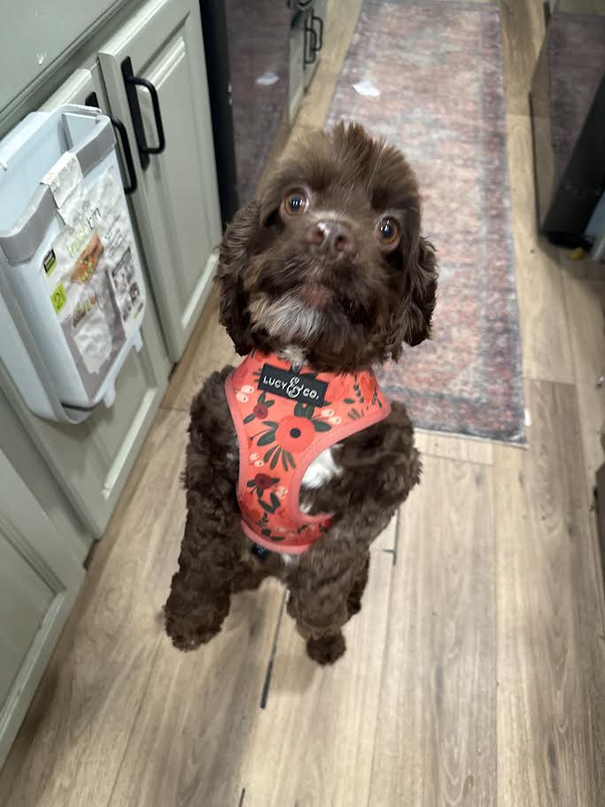 Dog for Adoption - Sabrina, a Cavalier King Charles Spaniel in The ...
