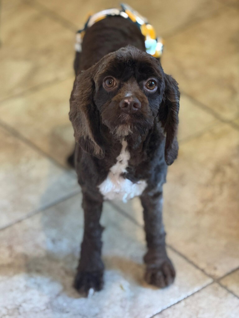 Dog for Adoption - Sabrina, a Cavalier King Charles Spaniel in The ...