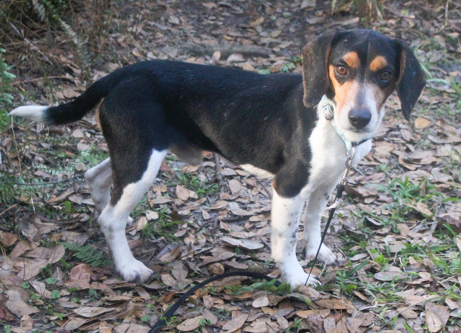 Dog for Adoption - Bones, a Beagle in Sarasota, FL | Alpha Paw