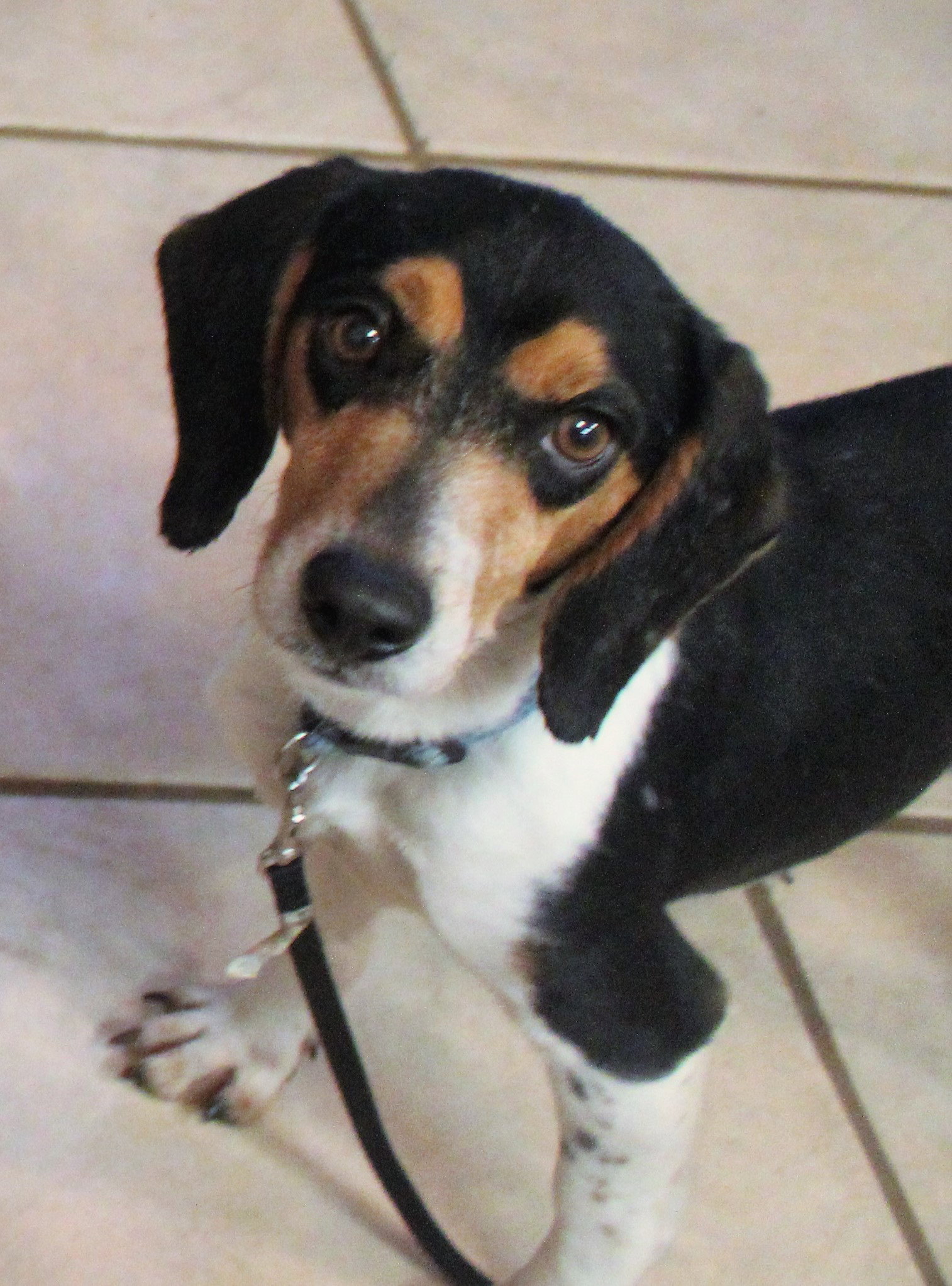 Dog for Adoption - Bones, a Beagle in Sarasota, FL | Alpha Paw