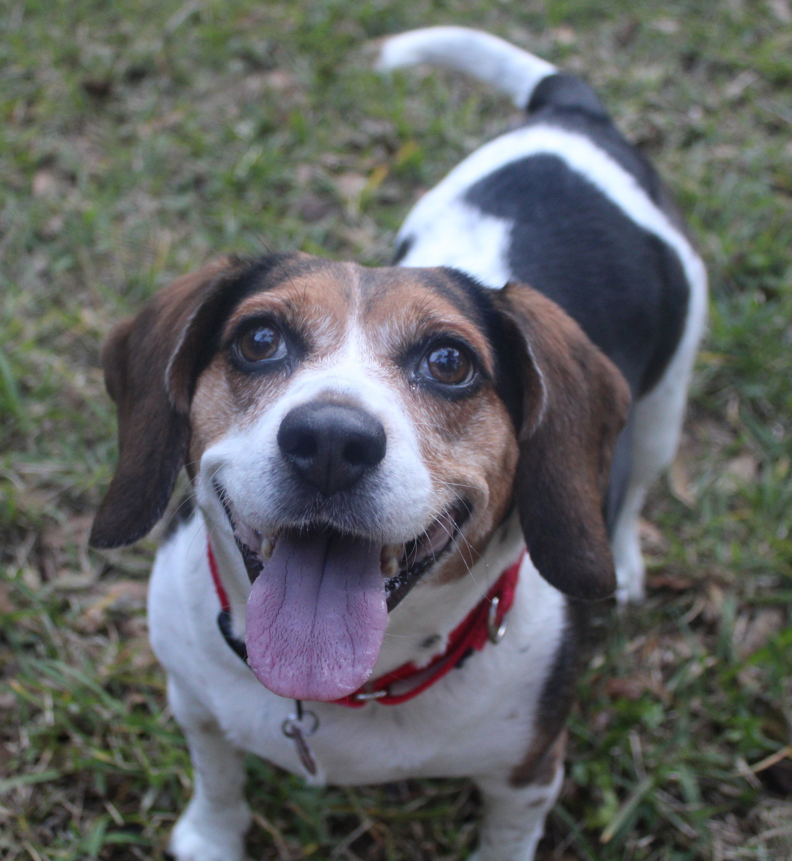 Dog for Adoption - Isabel, a Beagle in Southgate, FL | Alpha Paw