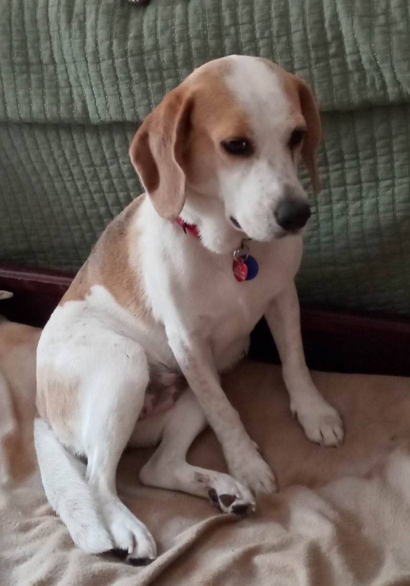 Dog for Adoption - Margie, a Beagle in Largo, FL | Alpha Paw