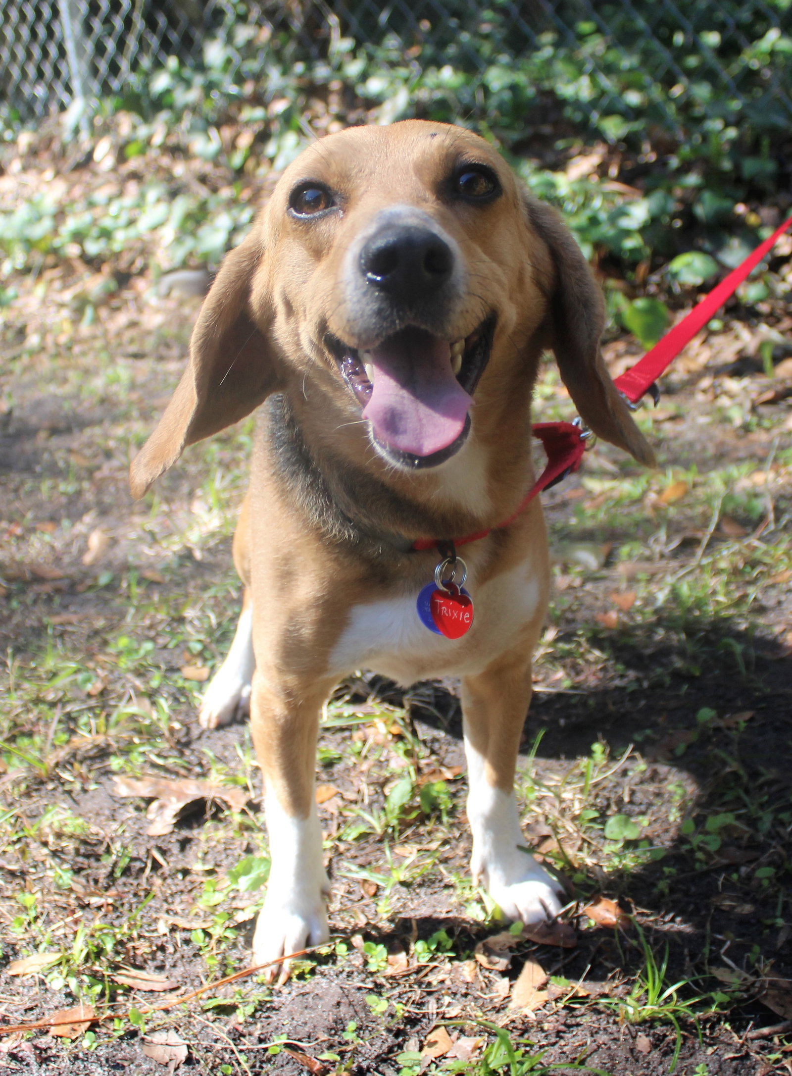 Dog for Adoption - Trixie, a Beagle in Mango, FL | Alpha Paw