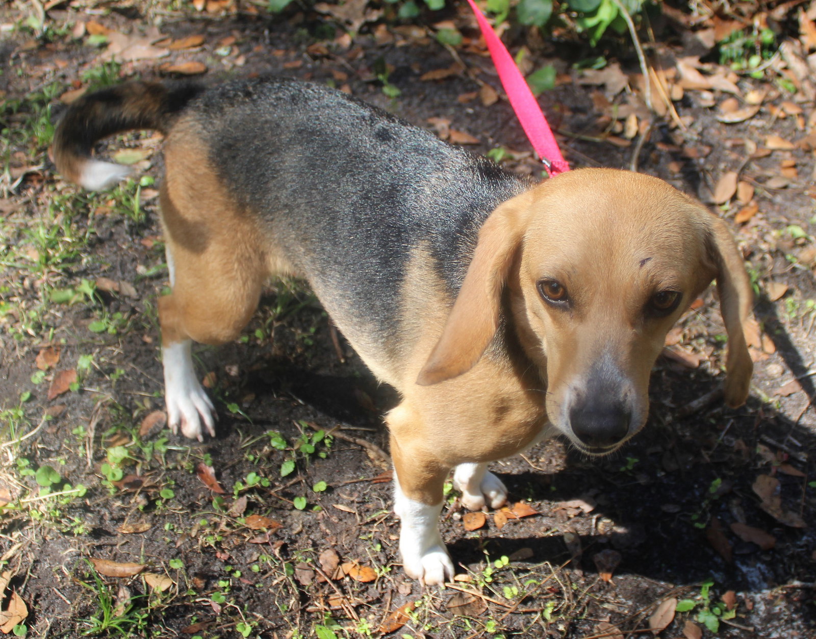 Dog for Adoption - Trixie, a Beagle in Mango, FL | Alpha Paw