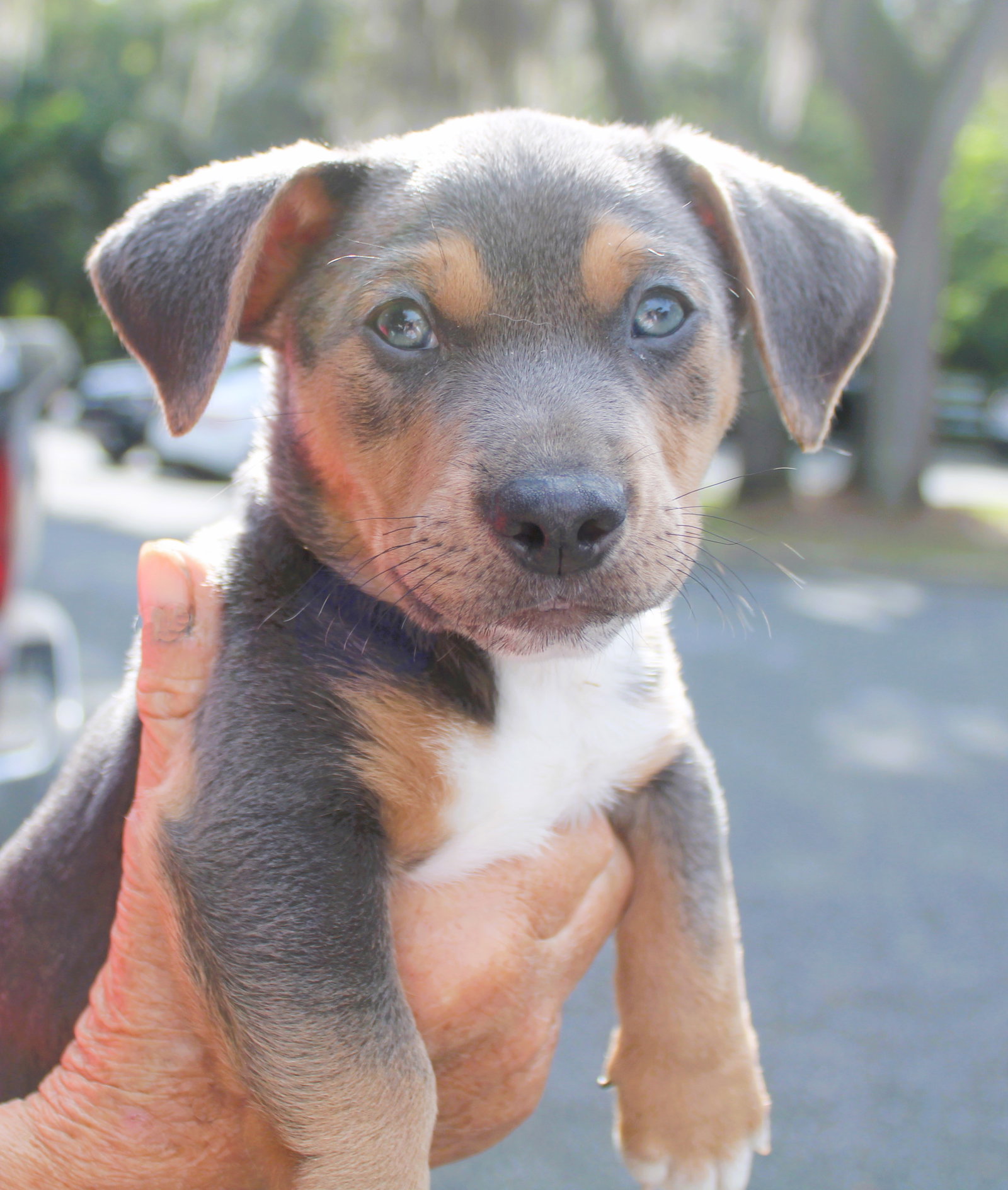 Dog for Adoption - Strider, a Beagle in Weeki Wachee Gardens, FL ...