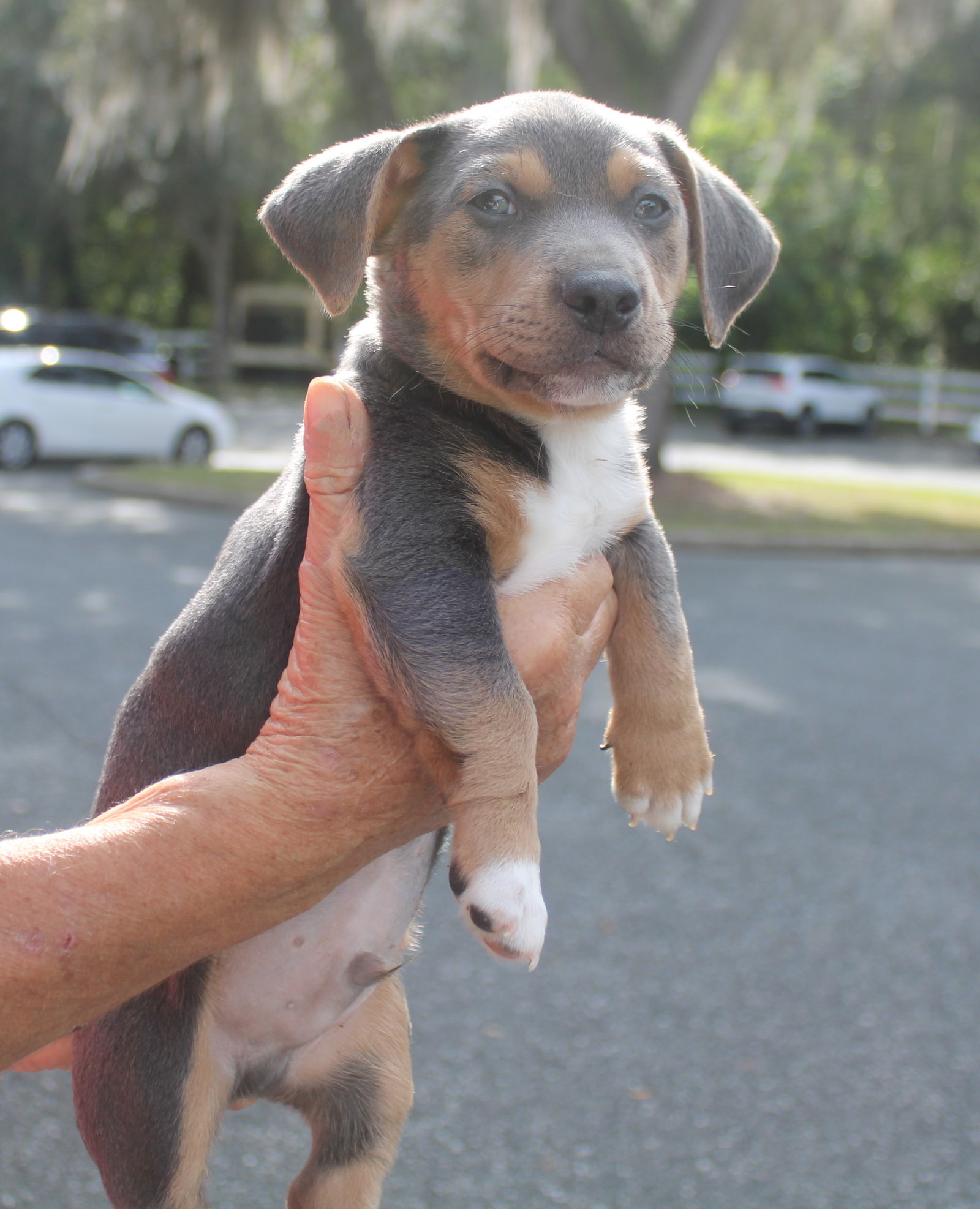 Dog for Adoption - Strider, a Beagle in Weeki Wachee Gardens, FL ...