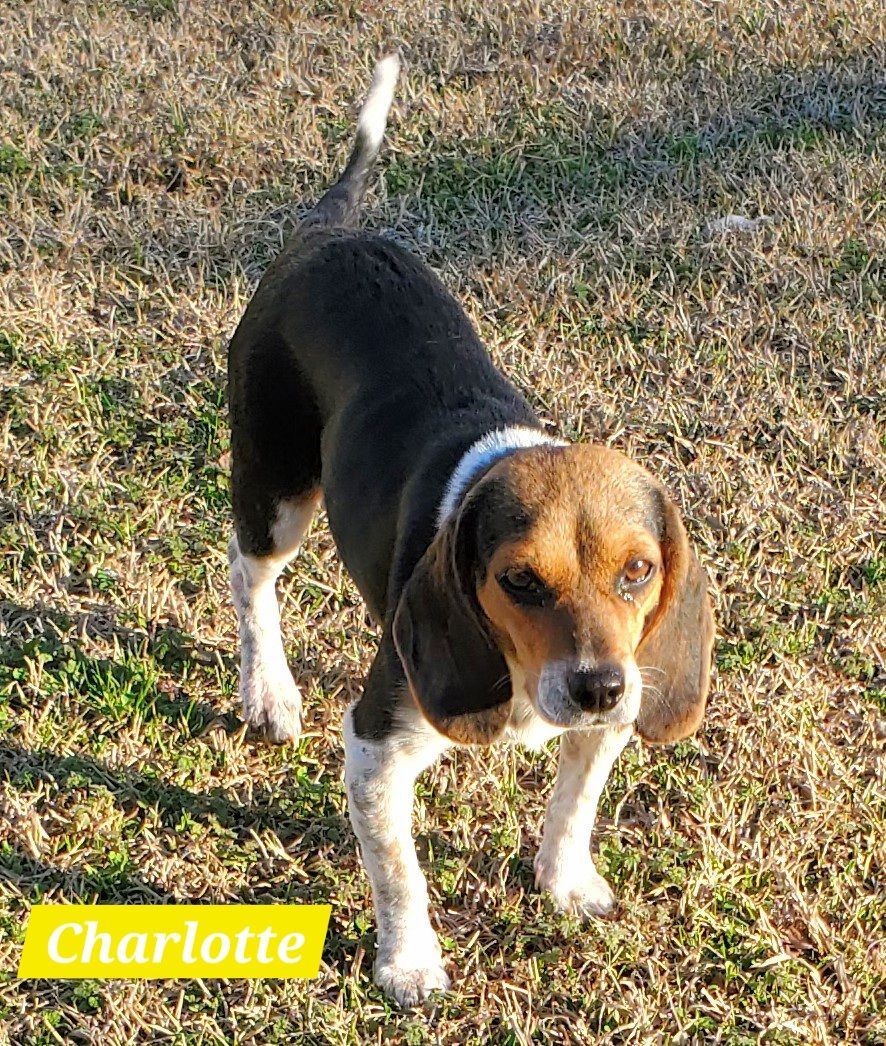 Dog for Adoption - Charlotte IV, a Beagle in South Bradenton, FL ...