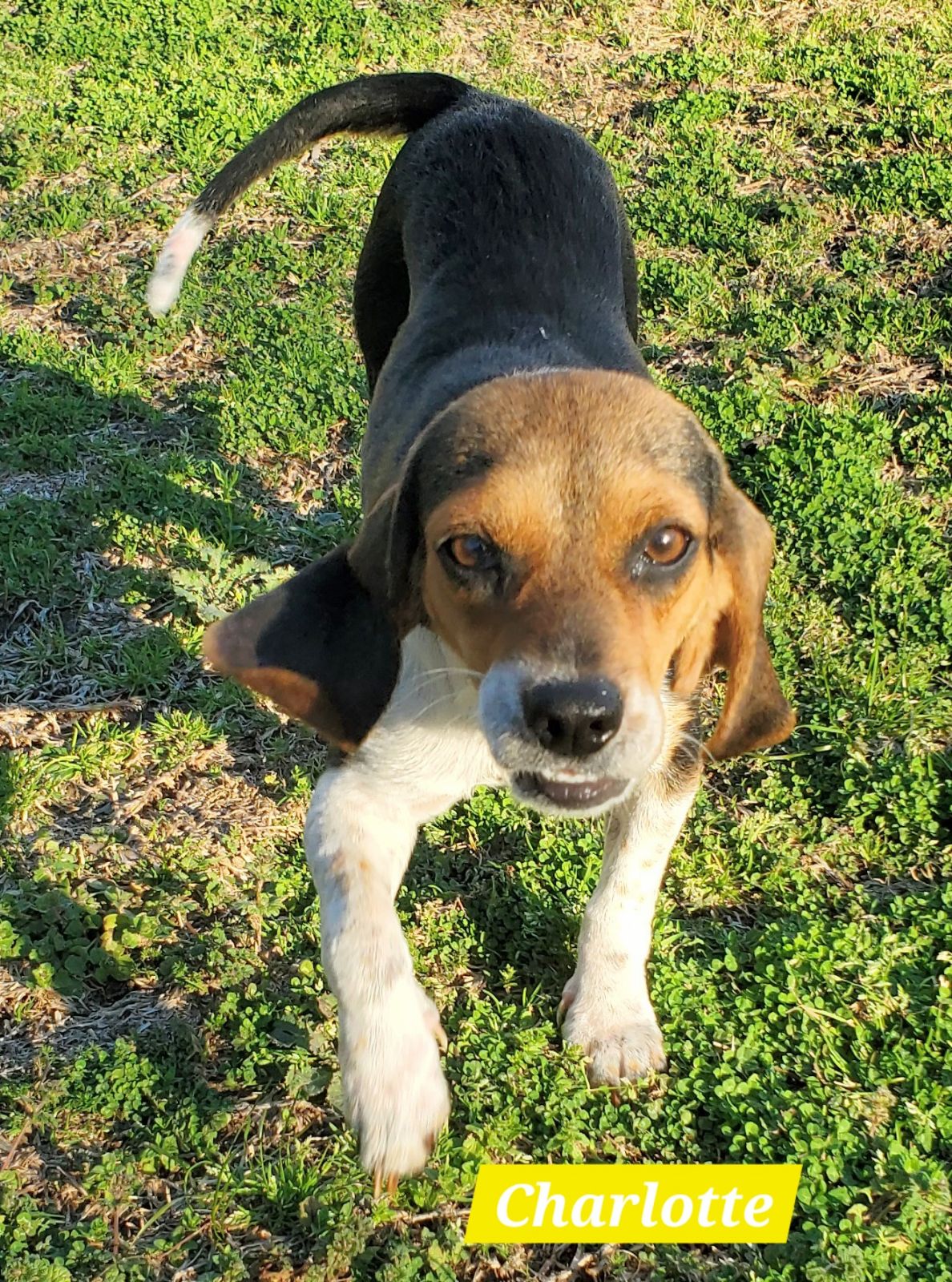 Dog for Adoption - Charlotte IV, a Beagle in South Bradenton, FL ...