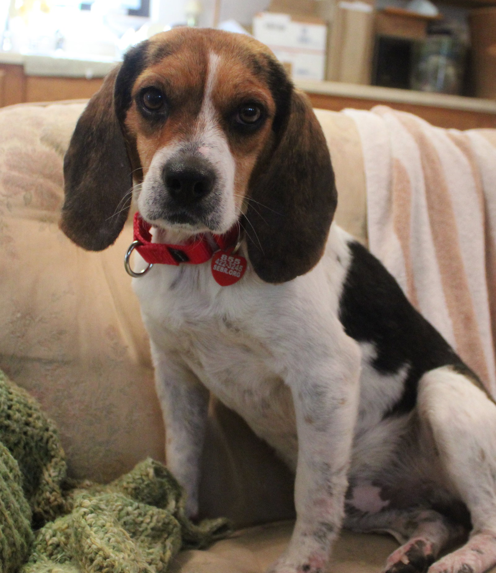 Dog for Adoption - Henry II, a Beagle in Frostproof, FL | Alpha Paw