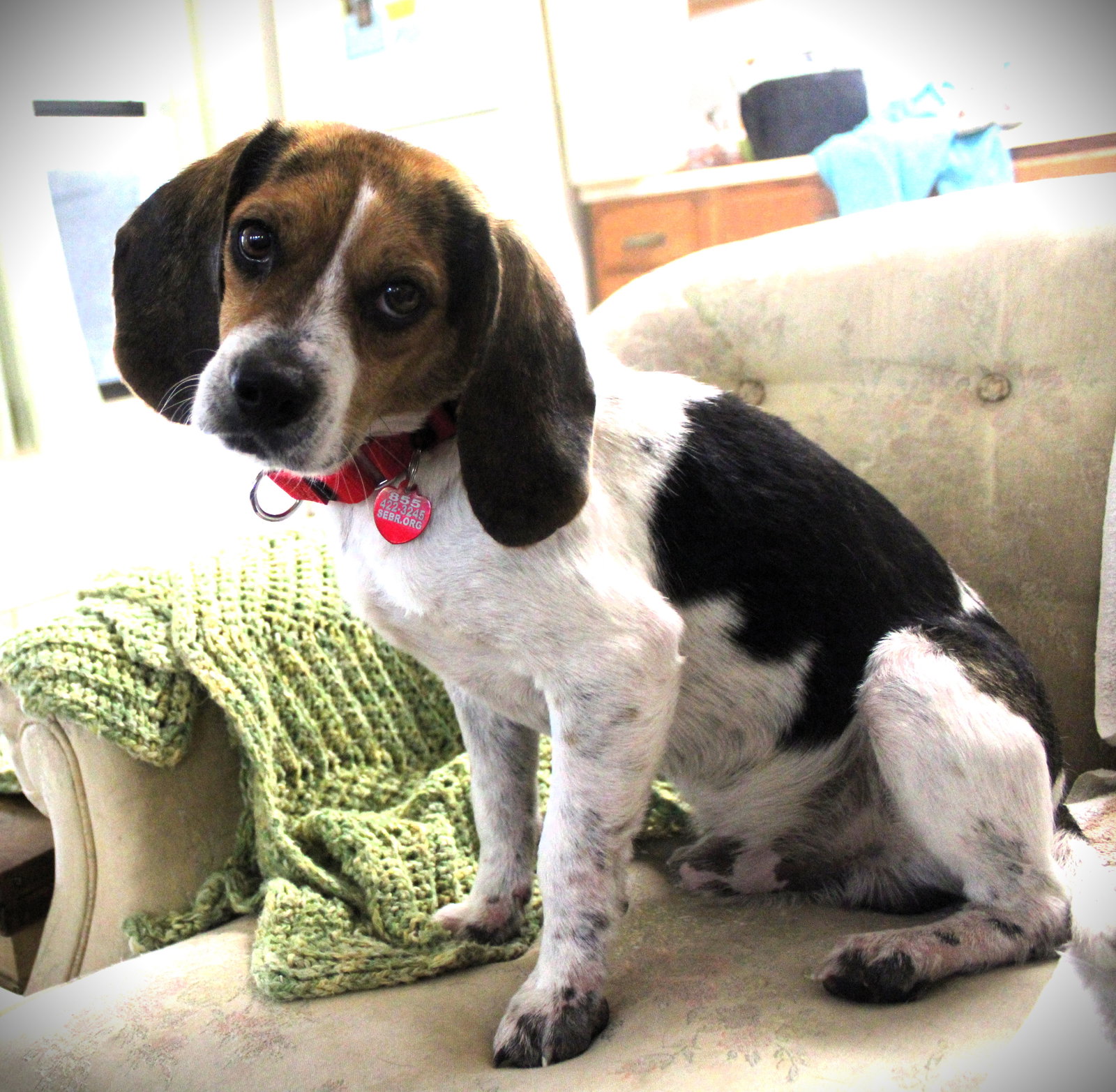 Dog for Adoption - Henry II, a Beagle in Treasure Island, FL | Alpha Paw