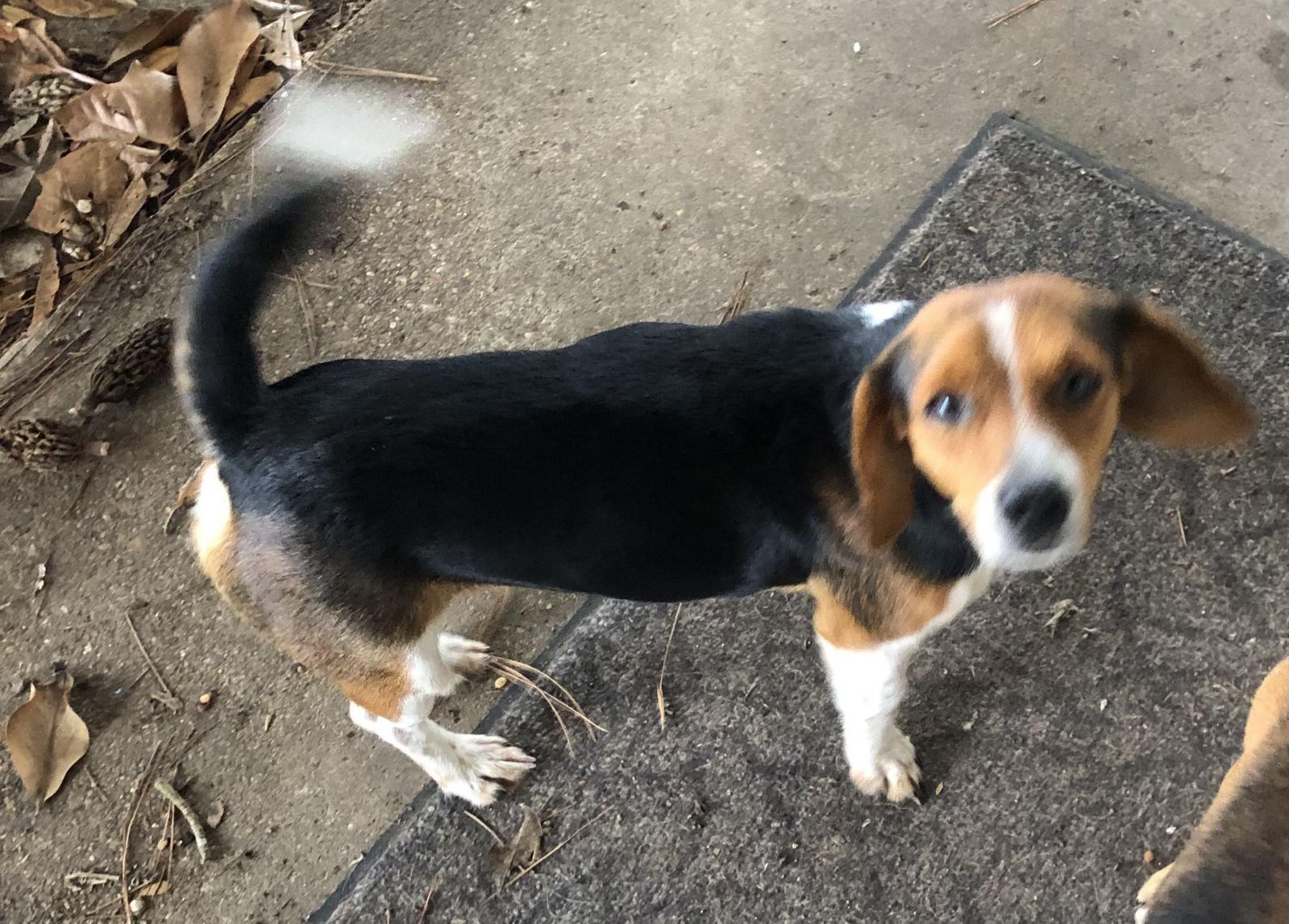 Beagle Rescue
