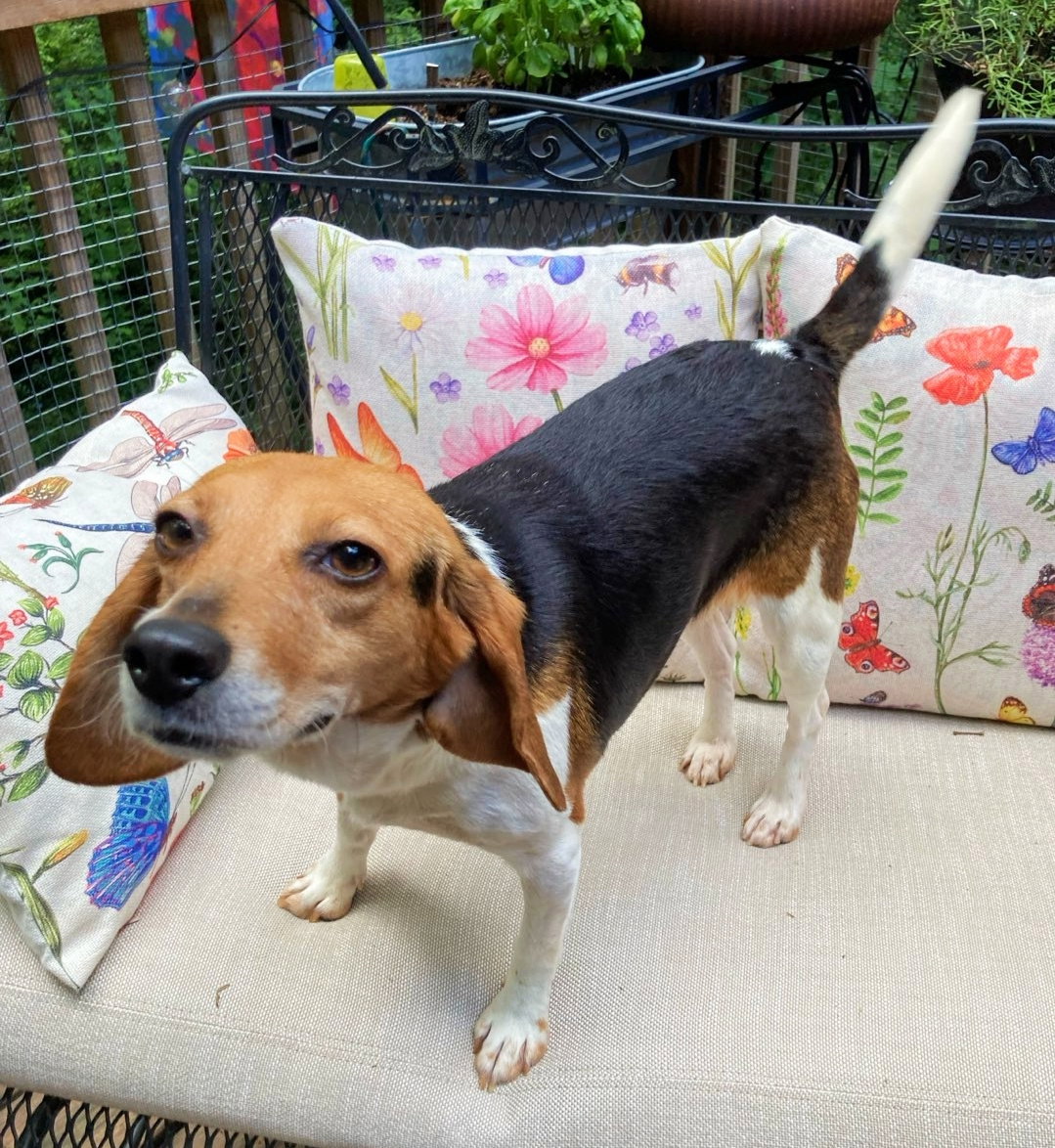 Dog for Adoption - Ginnie, a Beagle in Pasco County, FL | Alpha Paw
