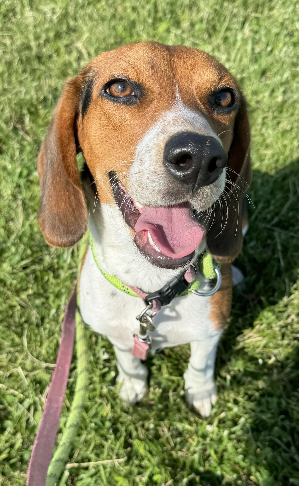 Dog for Adoption - Nina, a Beagle in Treasure Island, FL | Alpha Paw
