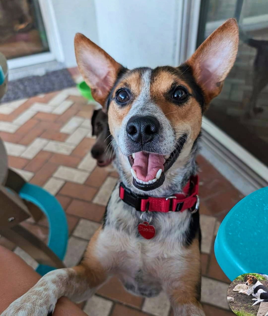 Dog for Adoption - Doodad, a Beagle in Ruskin, FL | Alpha Paw