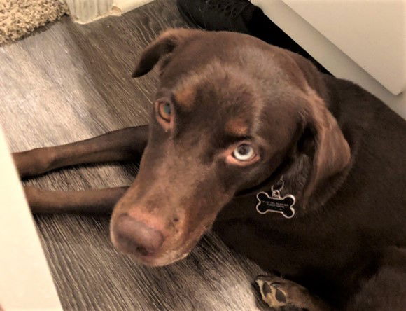 Dog for Adoption - Luci, a Black Labrador Retriever in Marietta, OK ... Dog for Adoption - Luci, a Black Labrador Retriever in Marietta, OK ...