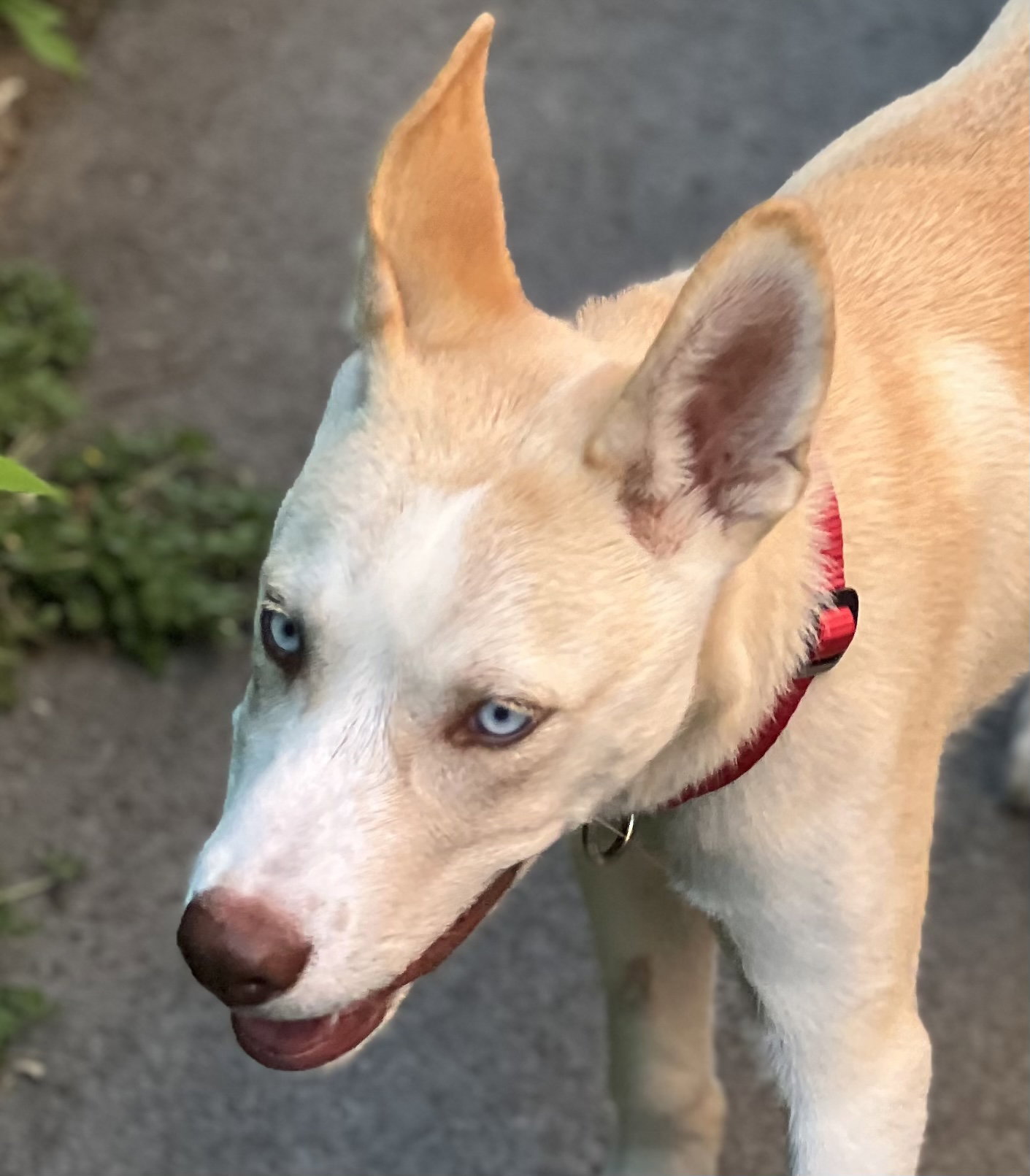 Dog for Adoption - Brody, a Husky in Sherman, TX | Alpha Paw