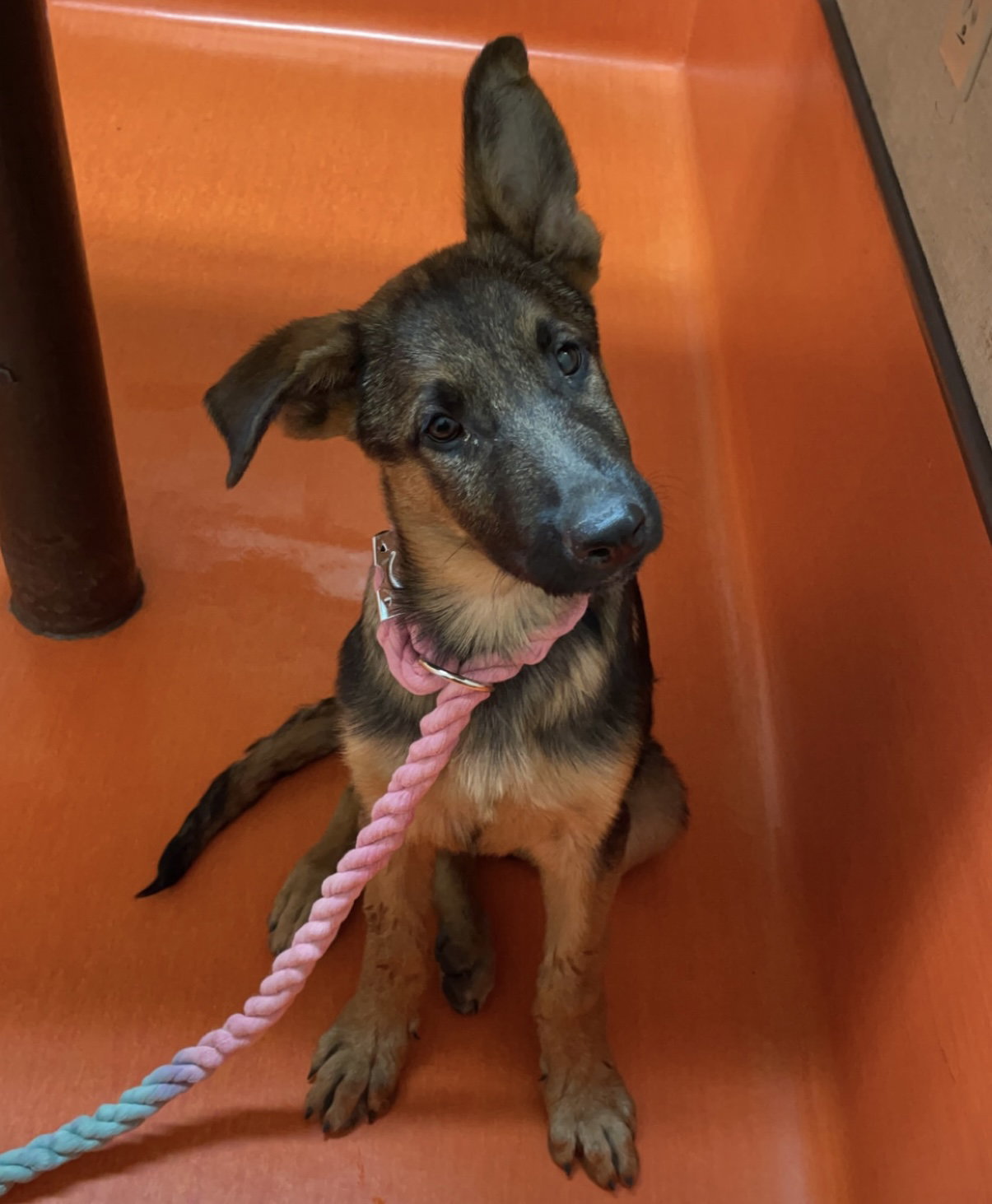 Dog for Adoption - Duke, a German Shepherd Dog in Fort Worth, TX | Alpha Paw