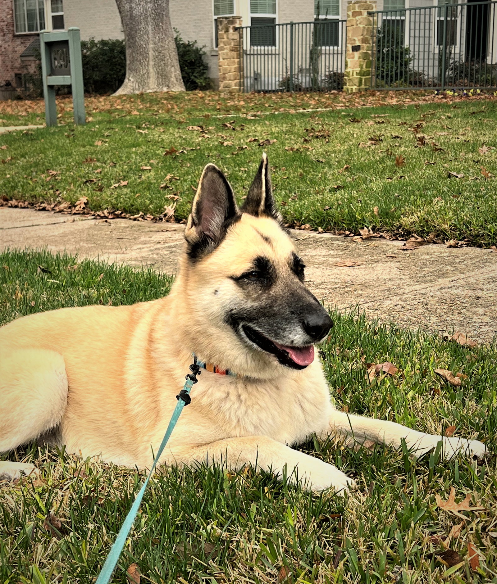 Dog for Adoption - Kya, a German Shepherd Dog in Fort Worth, TX | Alpha Paw