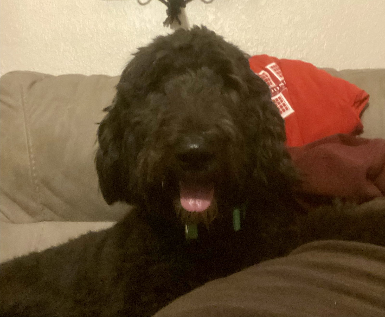 Dog for Adoption - Princess, a Poodle (Standard) in Fort Wayne, IN ...