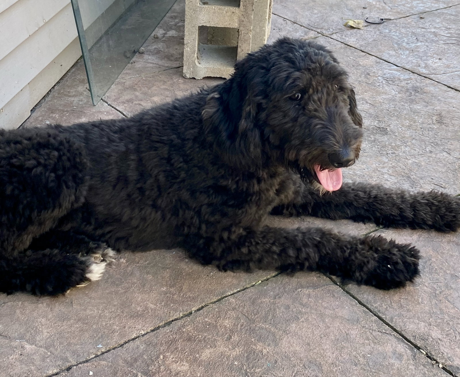 Dog for Adoption - Princess, a Poodle (Standard) in Fort Wayne, IN ...