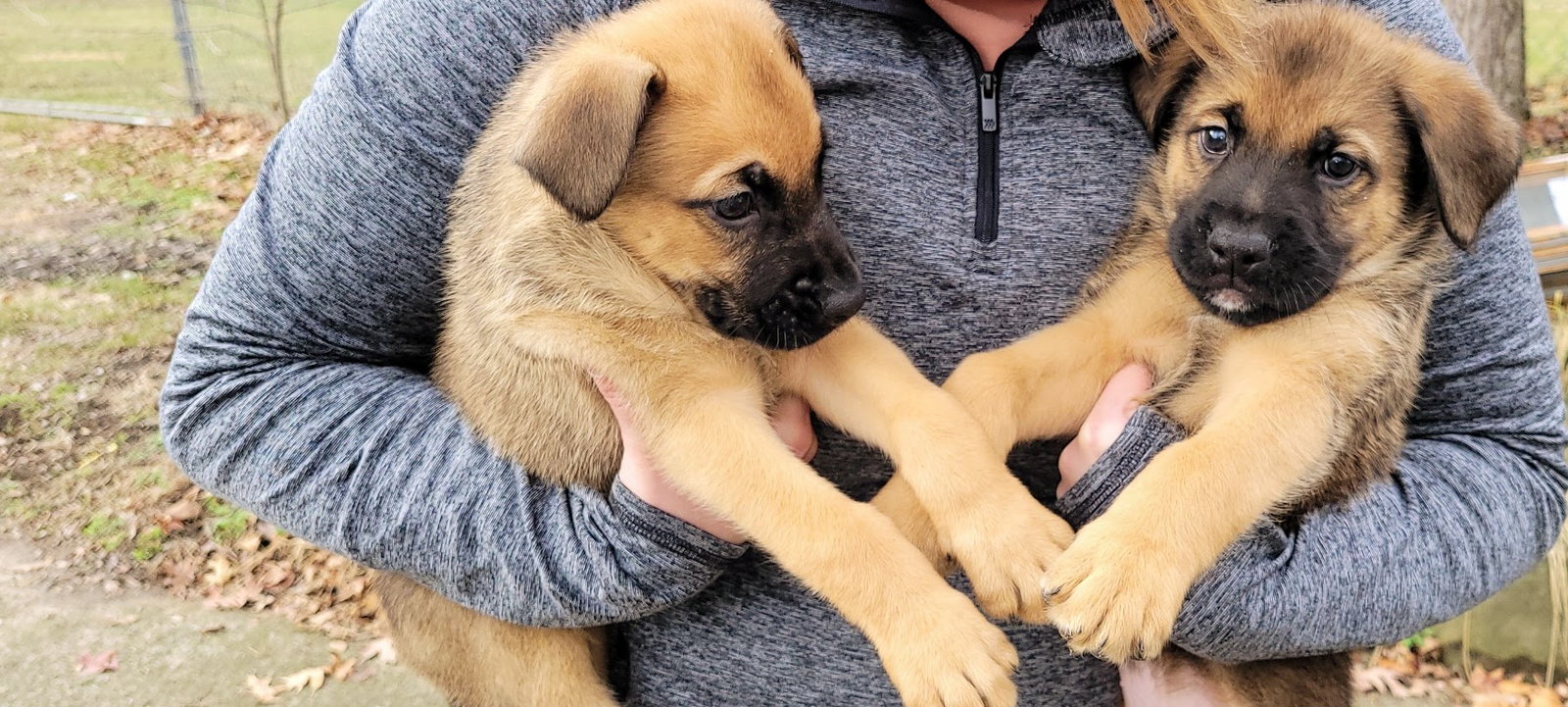 Dog for Adoption - Louie, a German Shepherd Dog in Montpelier, OH ...