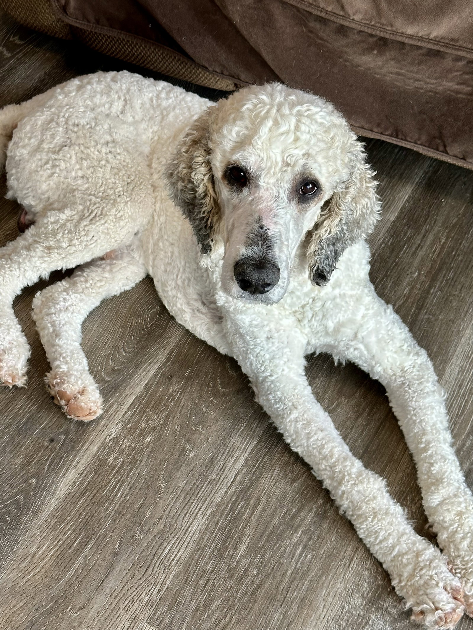 Dog for Adoption - Nova, a Poodle (Standard) in Fort Wayne, IN | Alpha Paw