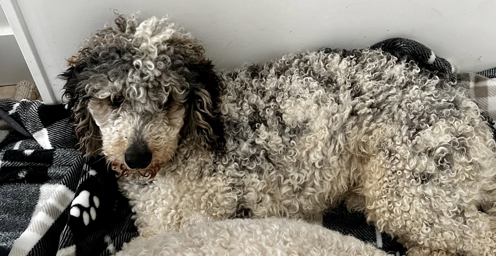 Milo's Web Page