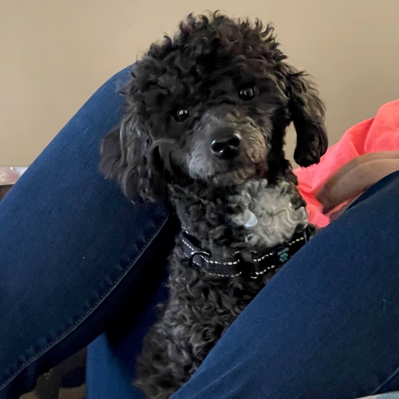 Dog for Adoption - Louie, a Poodle (Miniature) in Topeka, IN | Alpha Paw