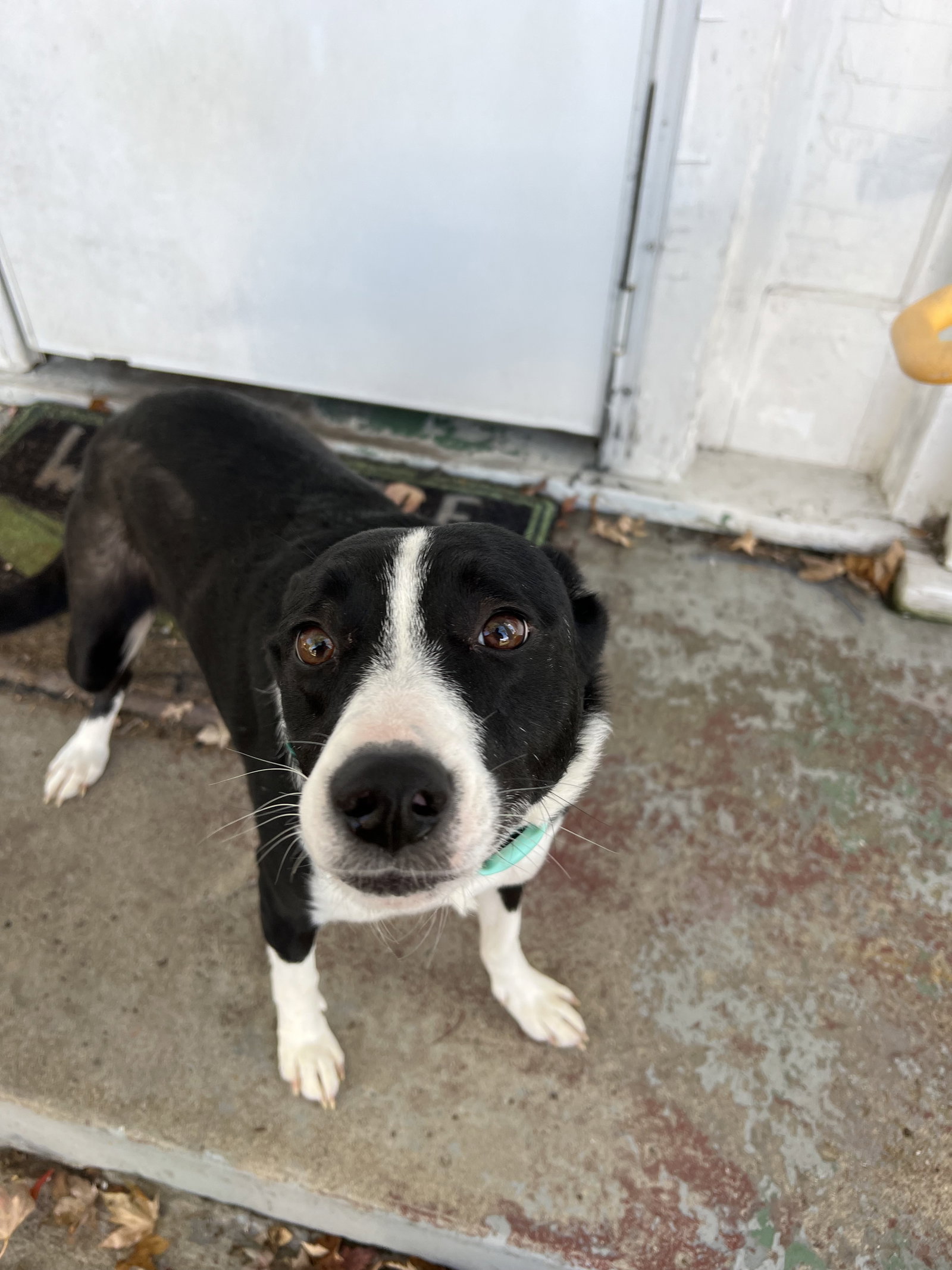 Dog for Adoption - Jacki, a Border Collie in Montpelier, OH | Alpha Paw