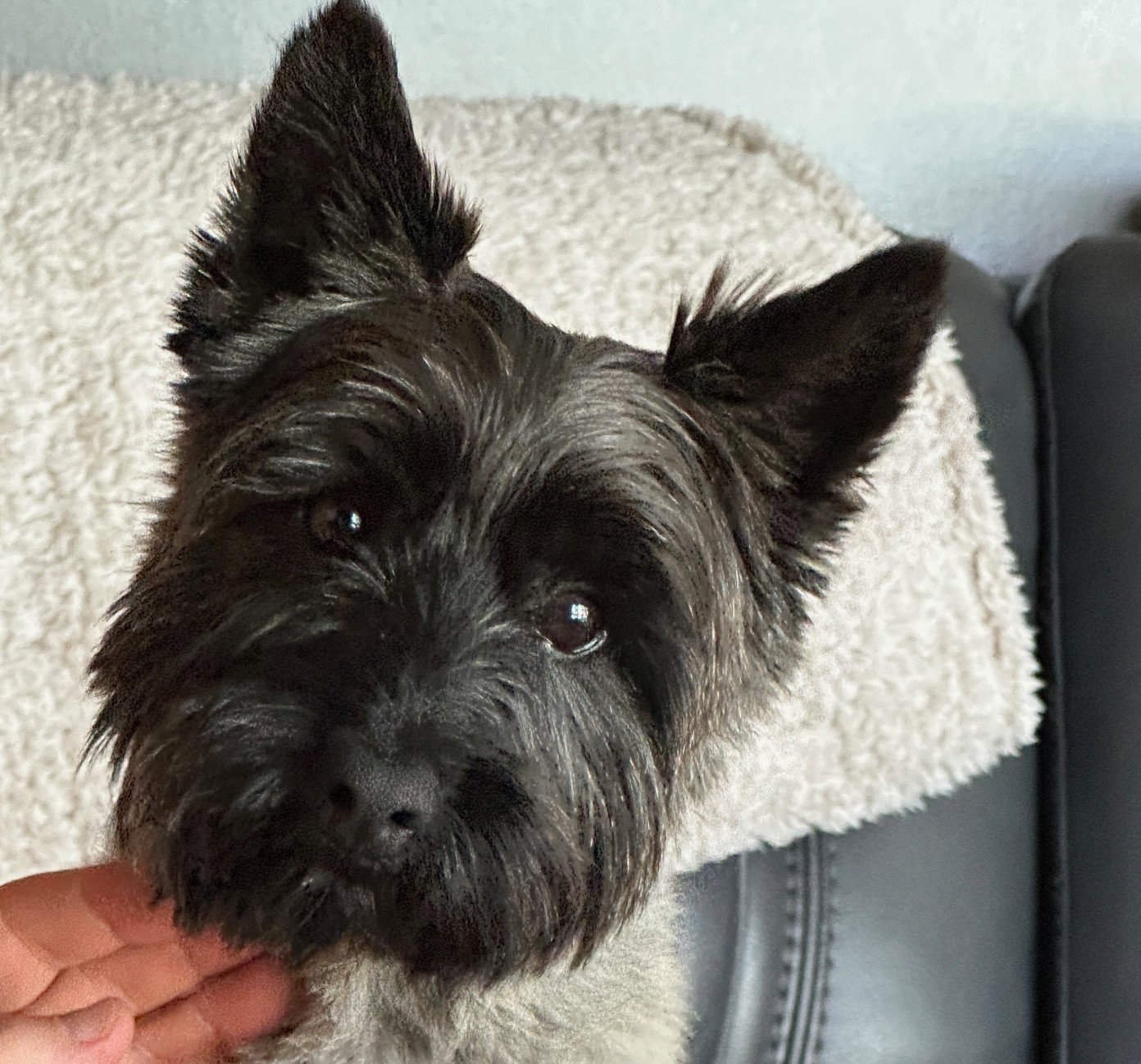 Dog for Adoption - Teddy, a Cairn Terrier in Portland, IN | Alpha Paw