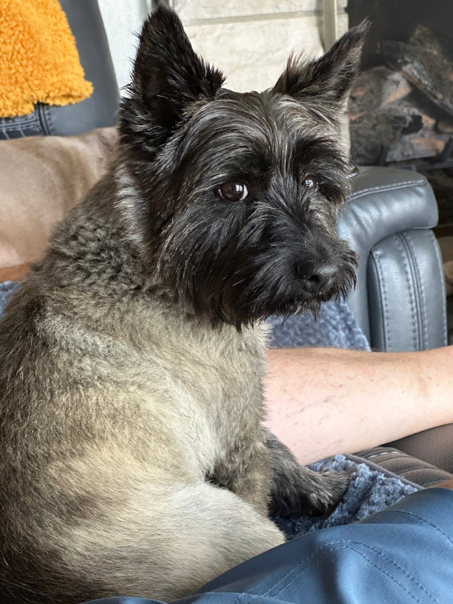 Dog for Adoption - Teddy, a Cairn Terrier in Portland, IN | Alpha Paw