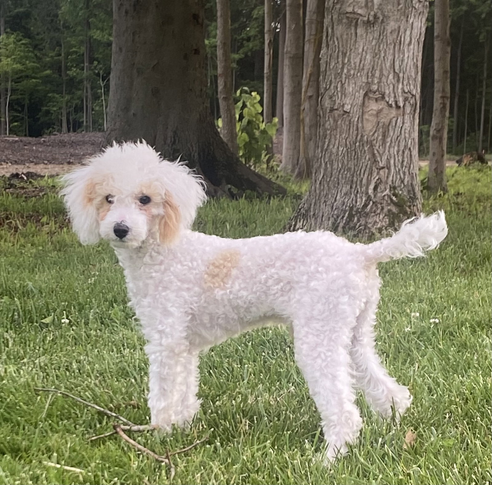 Dog for Adoption - Ozzie, a Poodle (Miniature) in Fort Wayne, IN ...