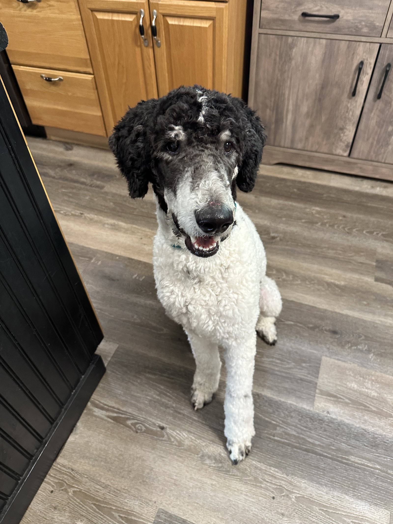 Dog for Adoption - Brodie, a Poodle (Standard) in Mercer County, OH ...