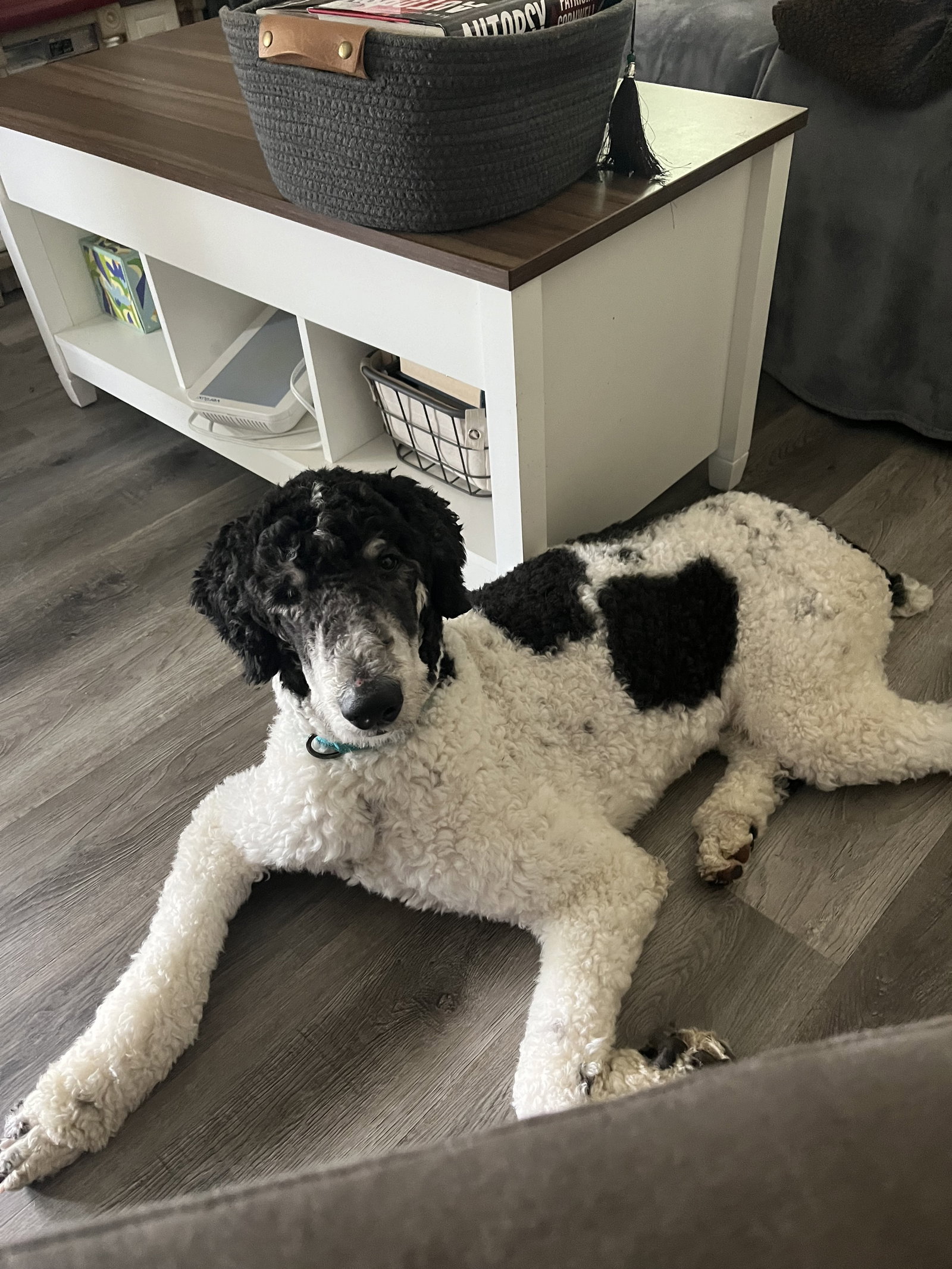 Dog for Adoption - Brodie, a Poodle (Standard) in Mercer County, OH ...