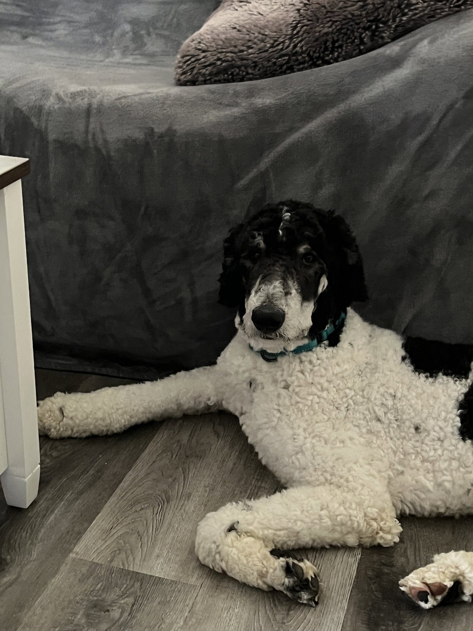 Dog for Adoption - Brodie, a Poodle (Standard) in Mercer County, OH ...