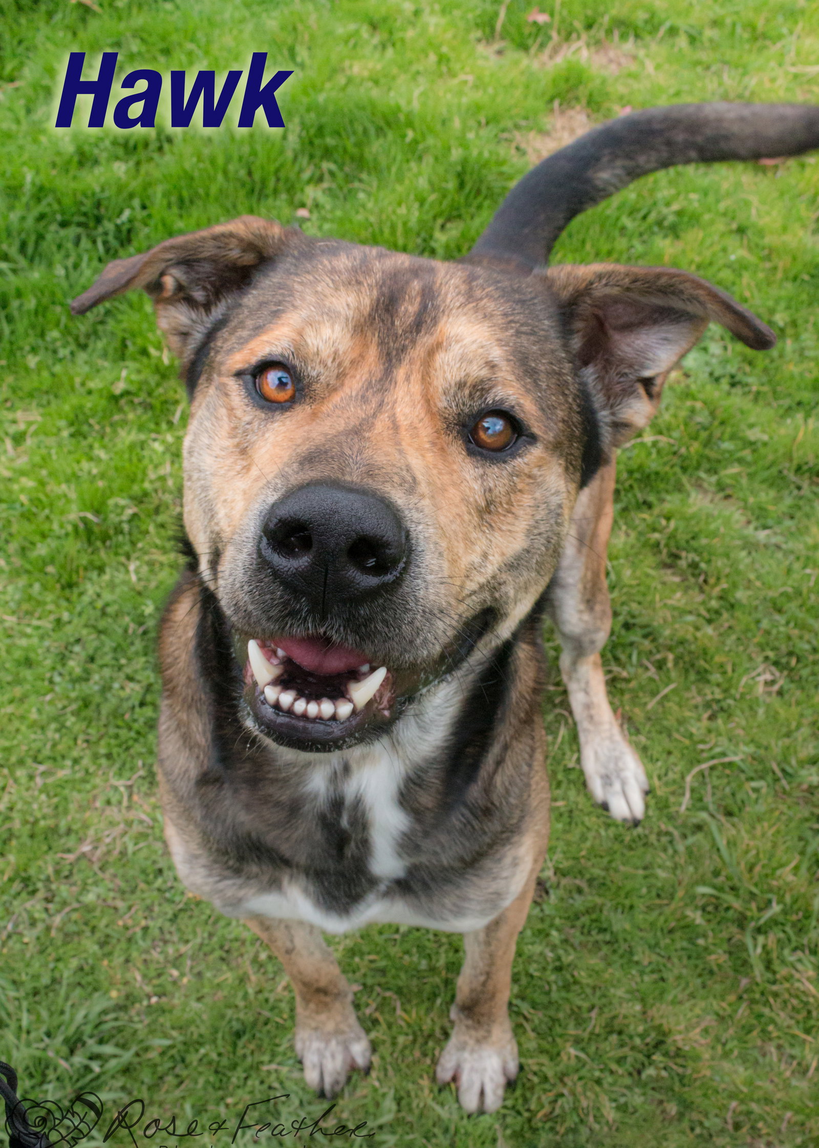 Dog adoption in Shreveport, LA 71119: Rottweiler / Husky / Mixed (short ...