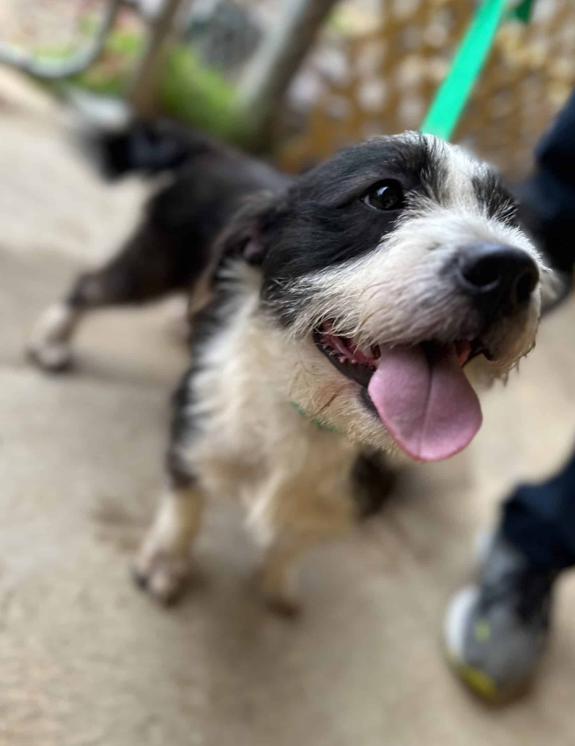Dog for Adoption - Mikey, a Terrier in Caddo Parish, LA | Alpha Paw