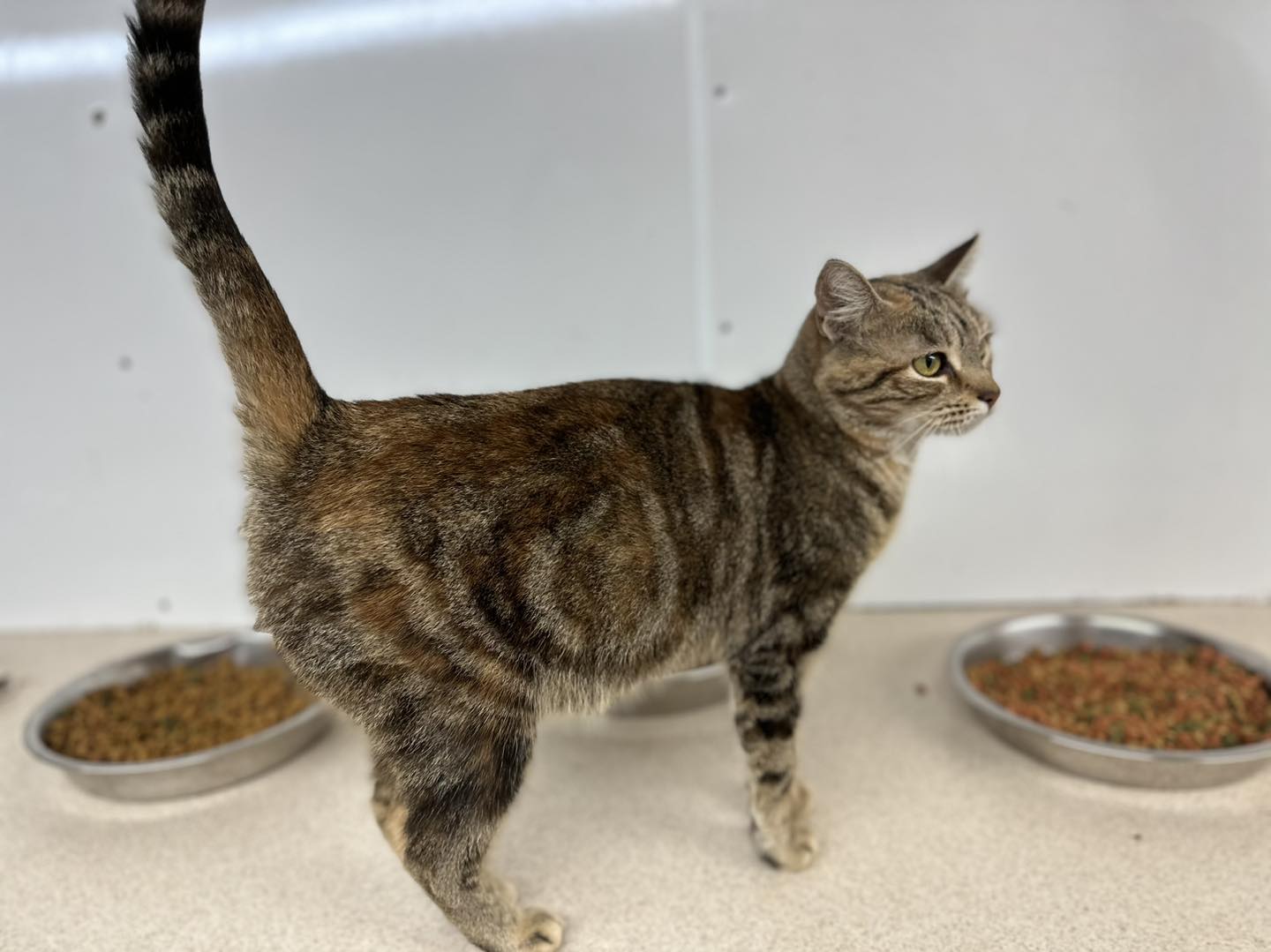 Cats for Adoption in Eastwood, Louisiana | Alpha Paw