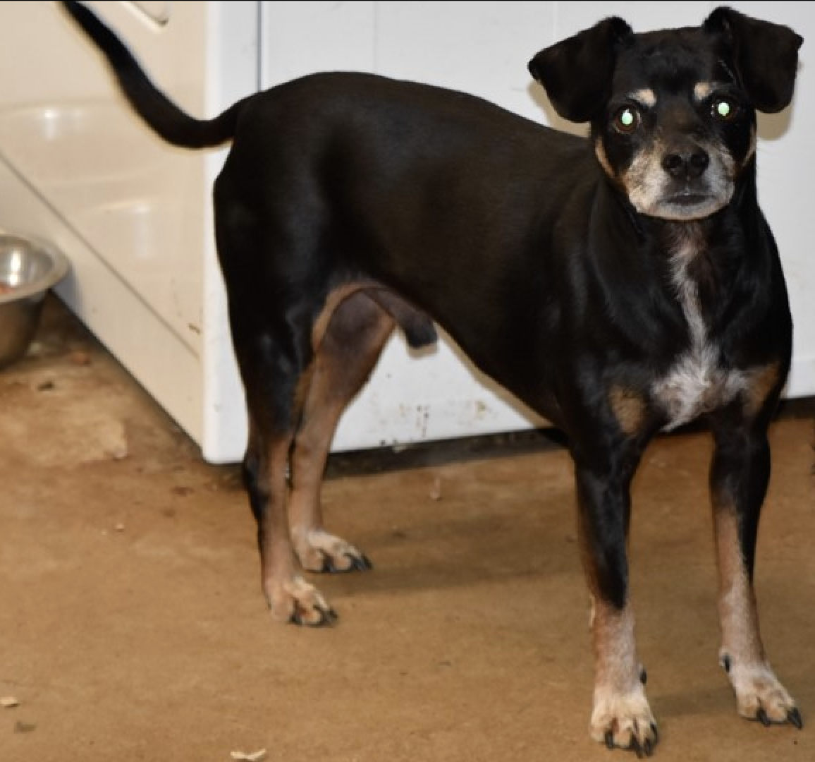 Dog for Adoption - Butch, a in Shelby County, TX | Alpha Paw