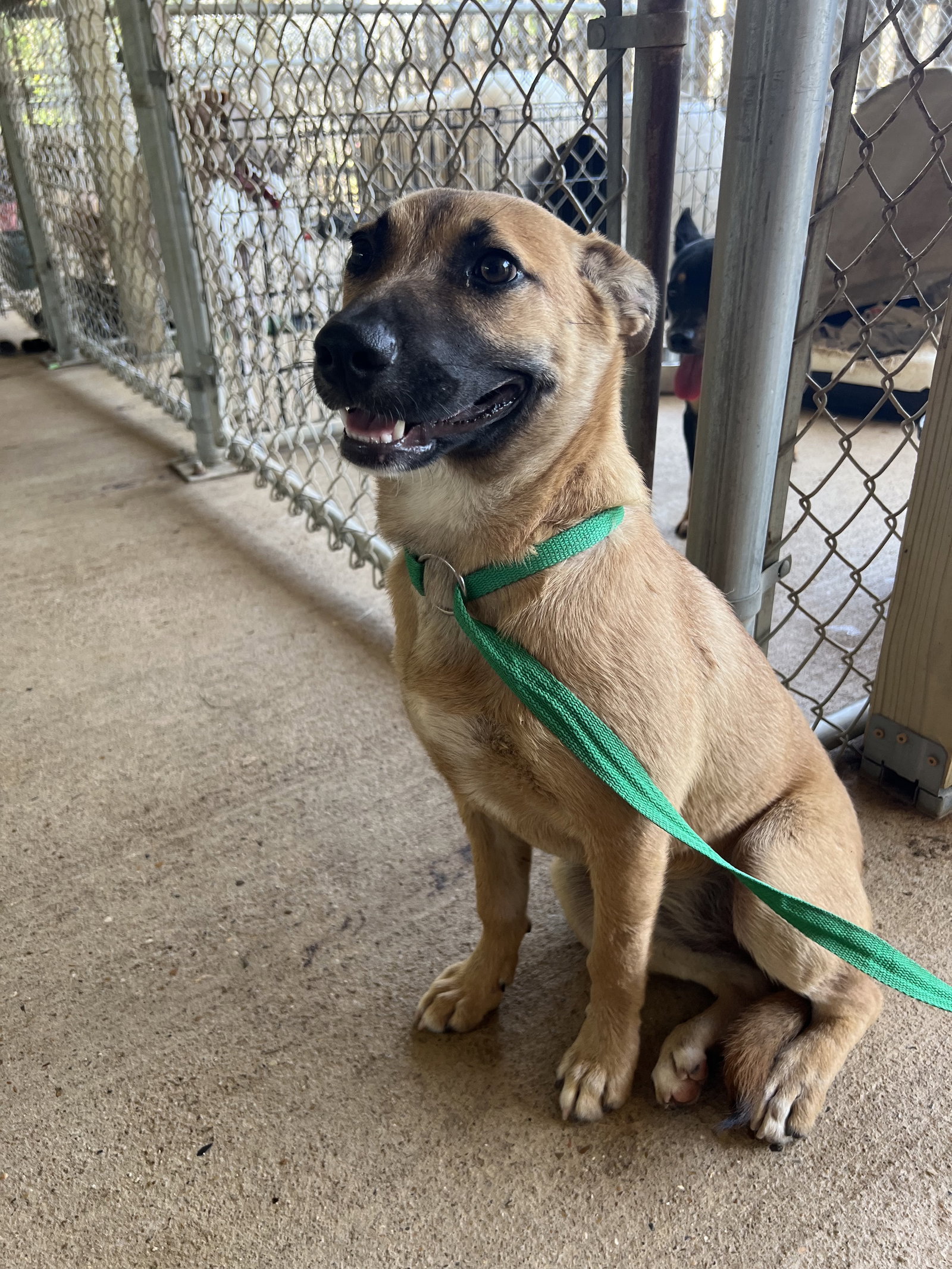 Dog for Adoption - Naomi, a in Atlanta, TX | Alpha Paw